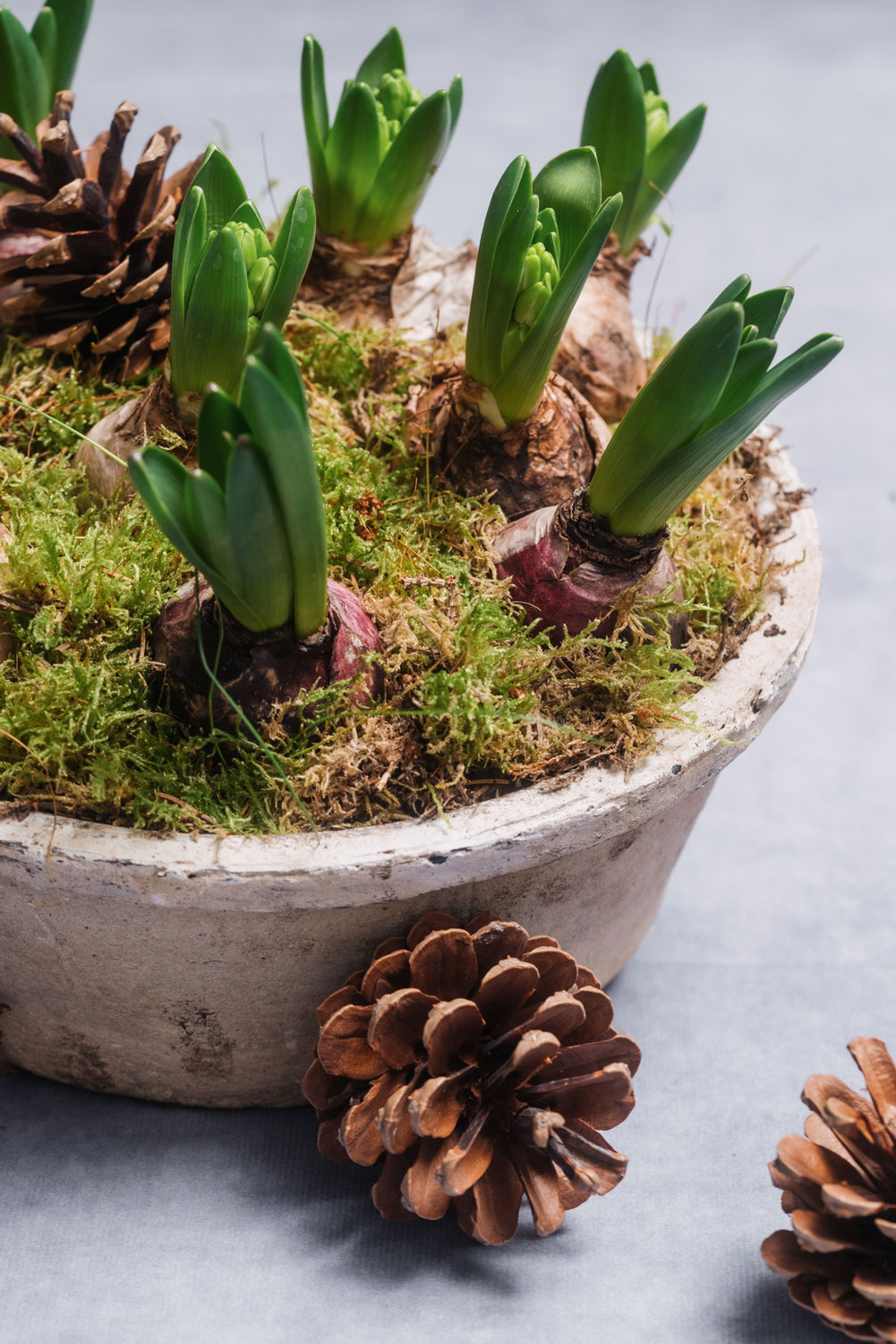 Bulb- Christmas Collection - go.botanica bespoke florists